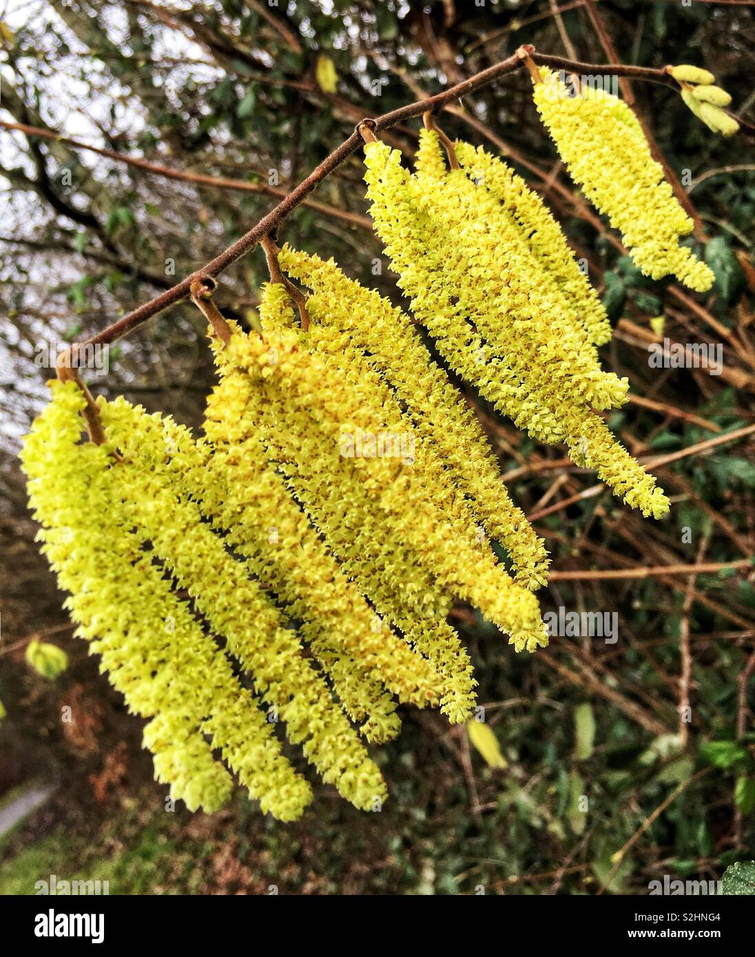 A bunch of yellow Catkins hanging from a twiggy branch Stock Photo - Alamy