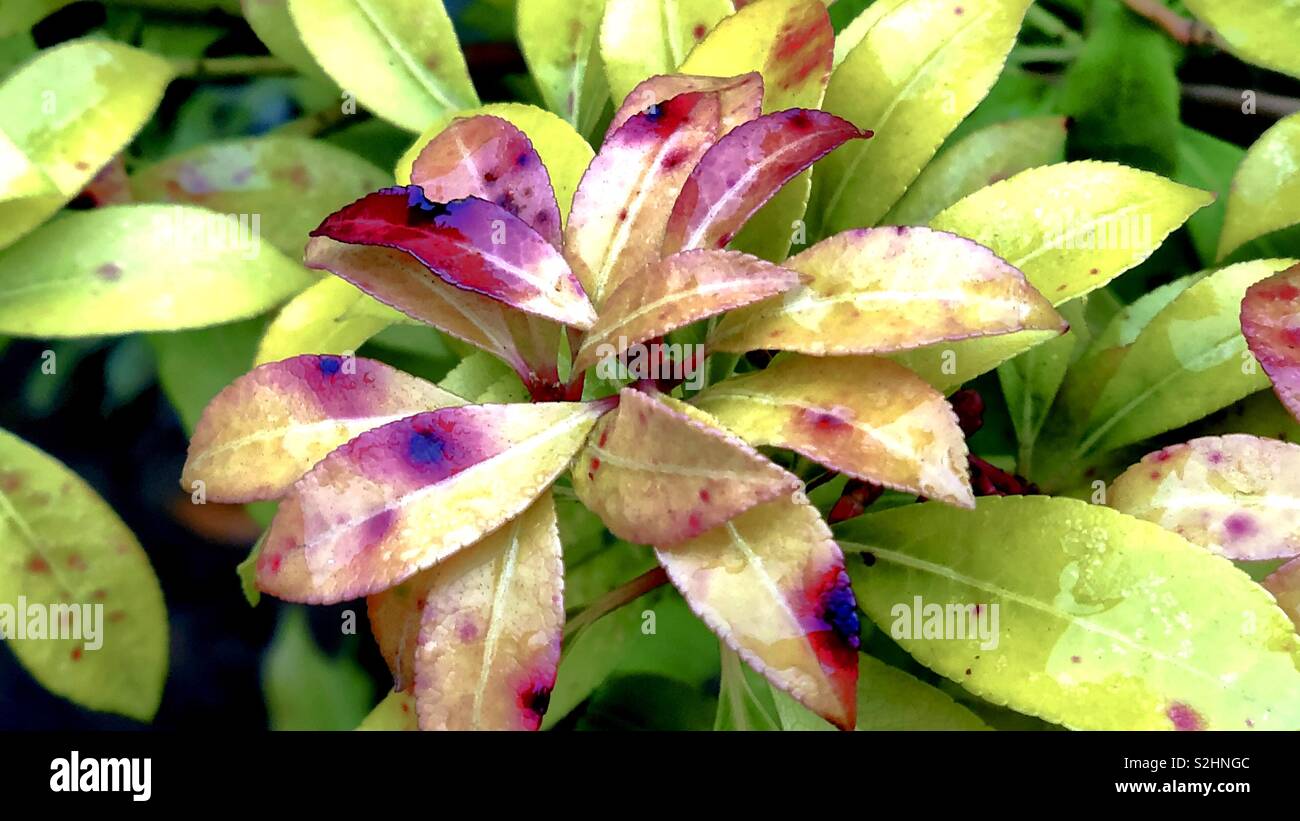 The Devil stained bush Stock Photo - Alamy