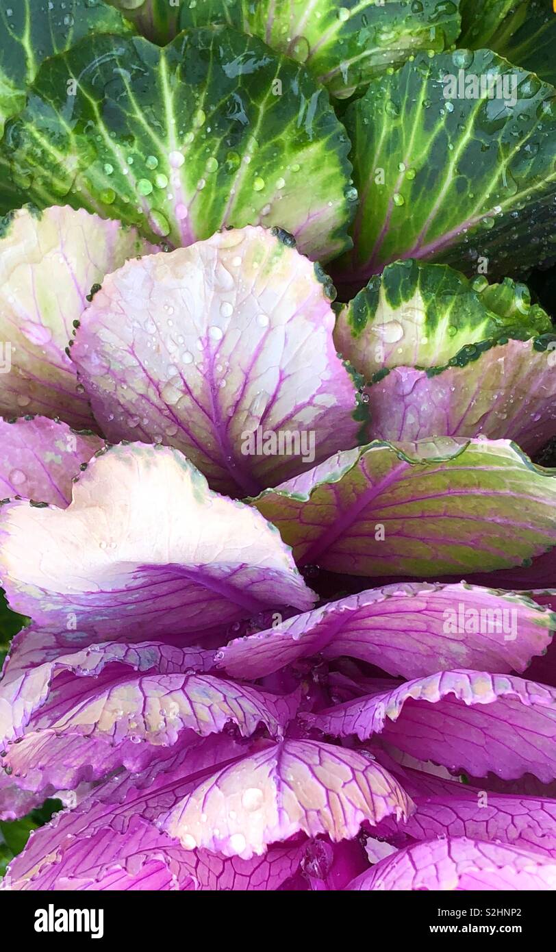 Winter vegetation hi-res stock photography and images - Alamy