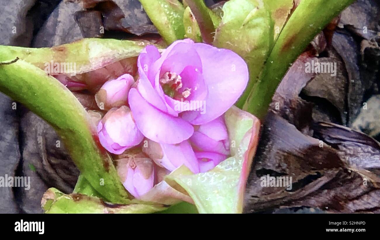 The pink elephant hi-res stock photography and images - Alamy