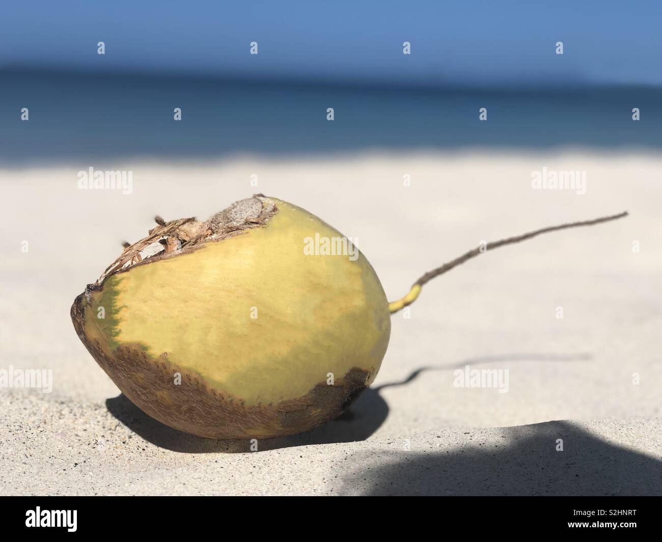 A coconut on the beach in the Caribbean Stock Photo - Alamy