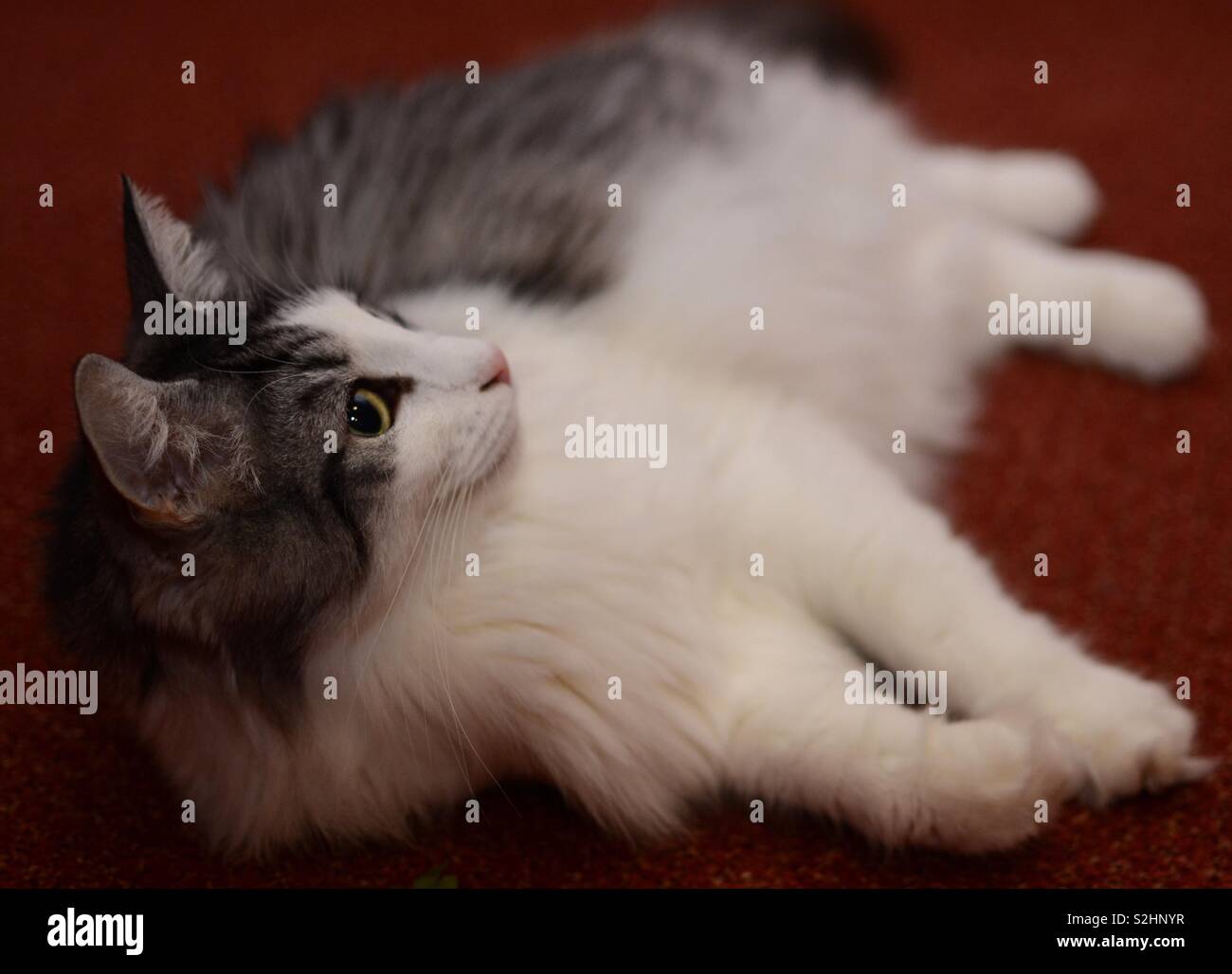 Supine Cat High Resolution Stock Photography and Images - Alamy