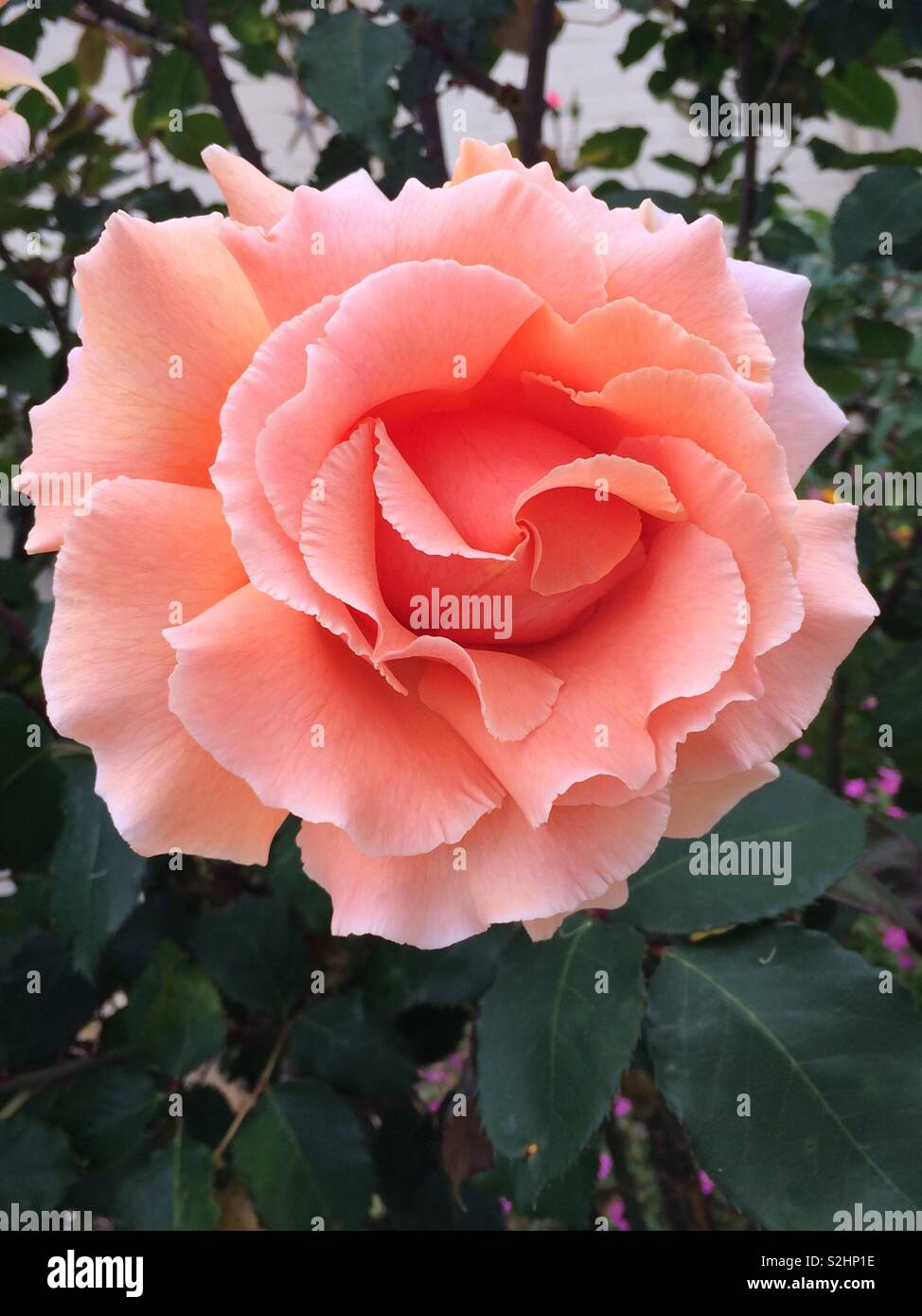 Single peach rose Stock Photo - Alamy