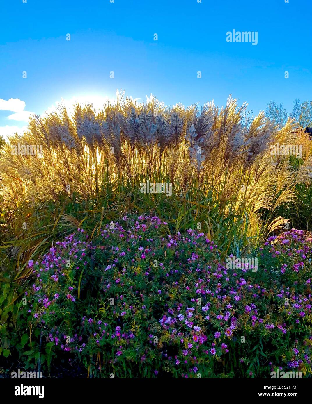 Sunset behind plants Stock Photo - Alamy