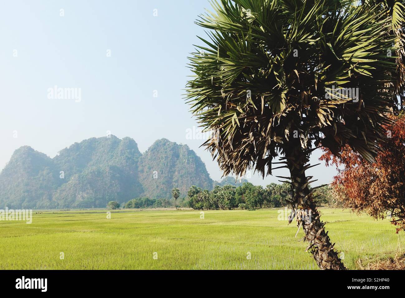 Beautiful scenery of Myanmar, burmese countryside with Ricefields and ...