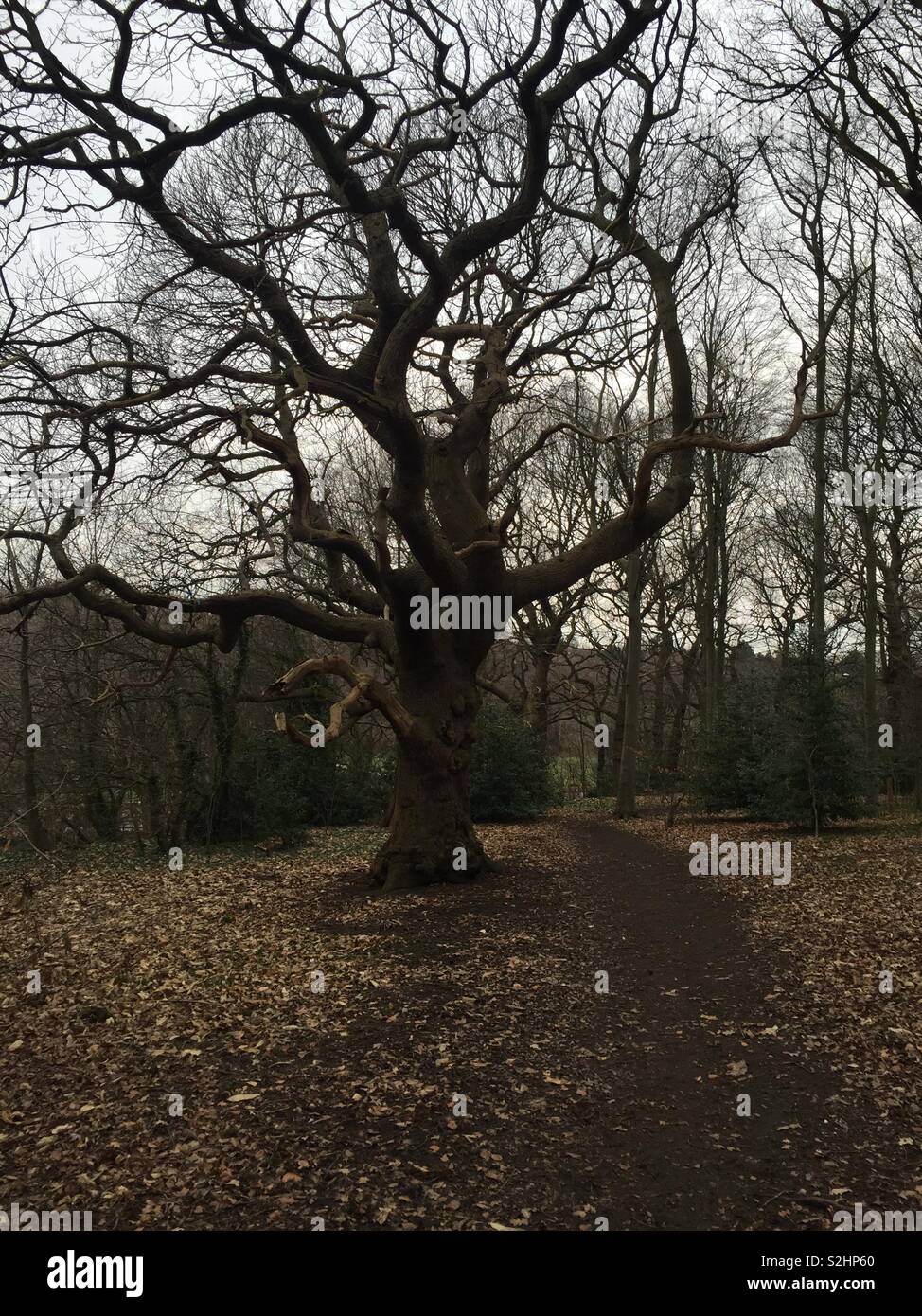 Knobbly tree hi-res stock photography and images - Alamy