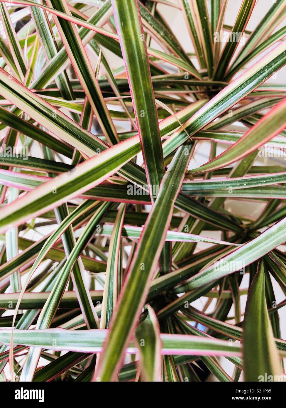 Long thin leaves hi-res stock photography and images - Alamy