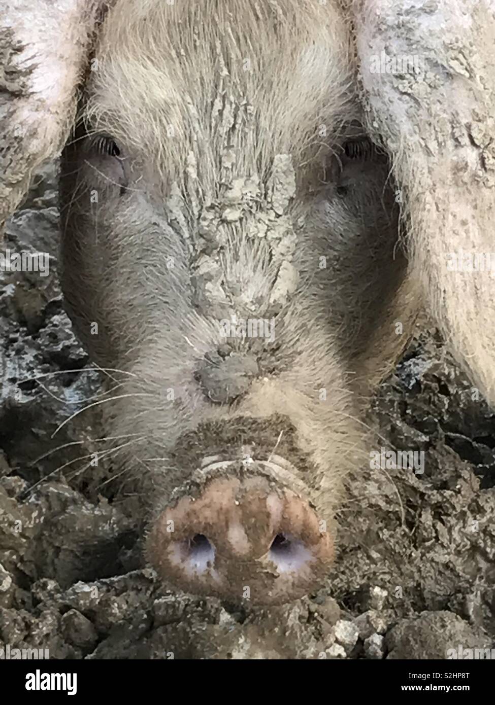 Pig in mud hi-res stock photography and images - Alamy