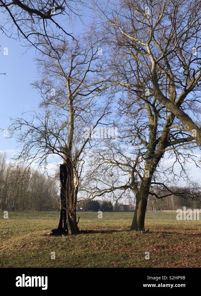 The old trees still standing Stock Photo - Alamy