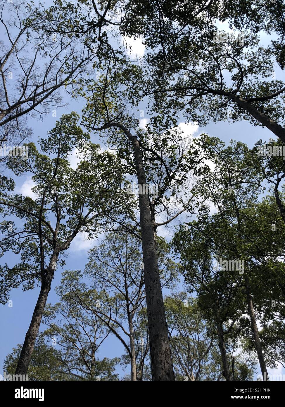 Saigon trees hi-res stock photography and images - Alamy