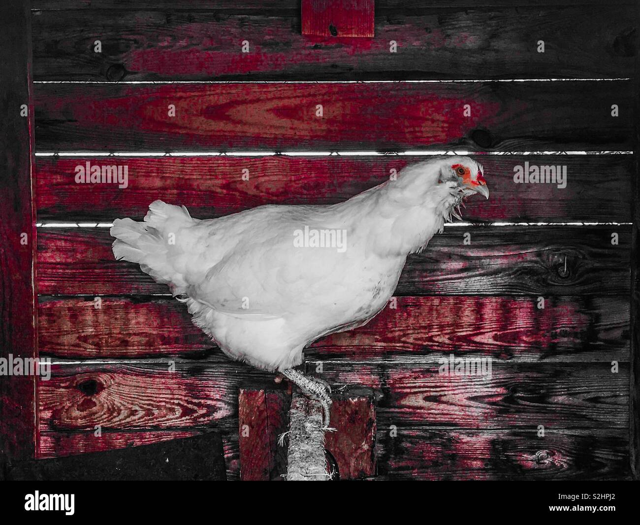 Rooster perch hi-res stock photography and images - Alamy