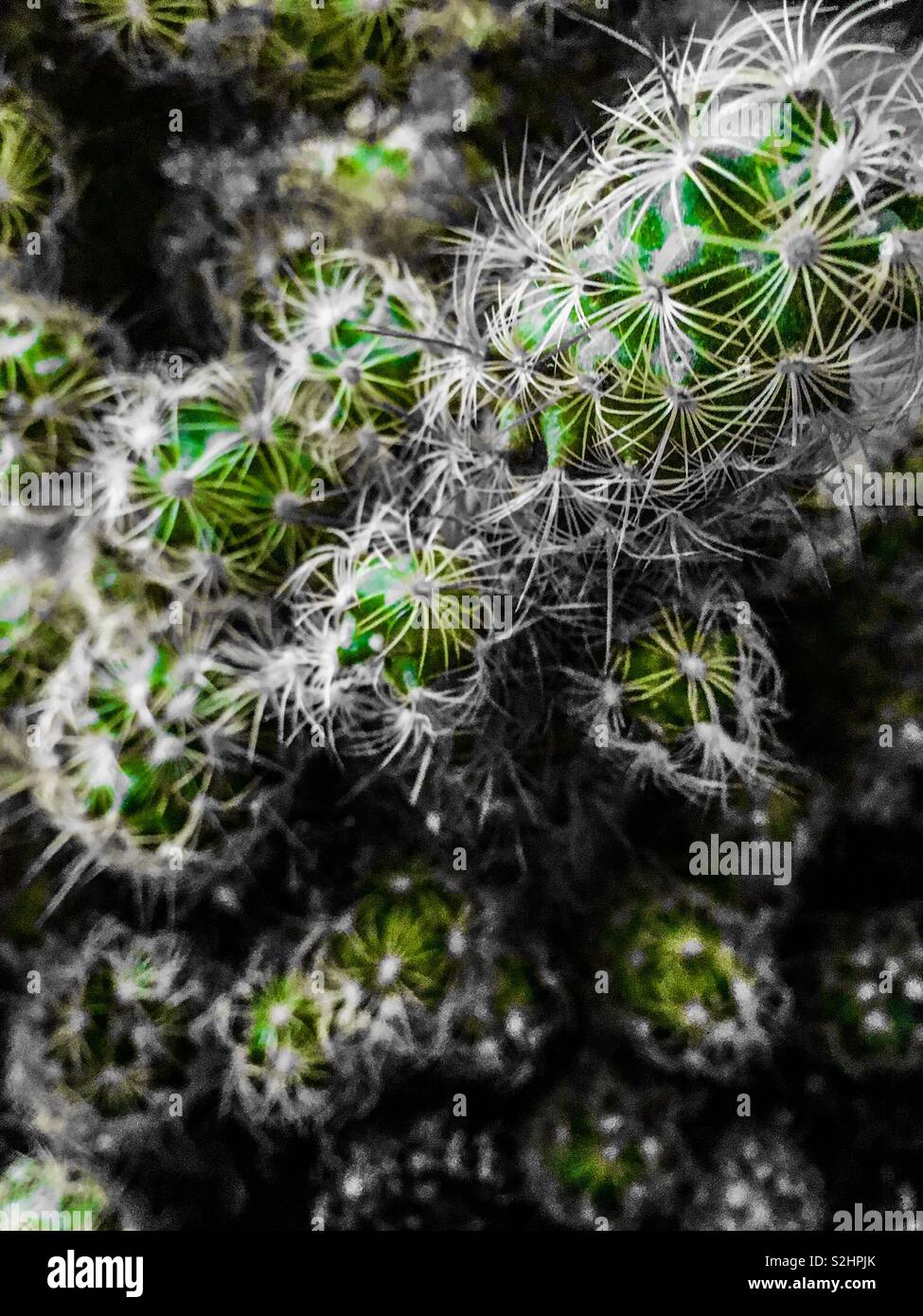 Green cactus hi-res stock photography and images - Alamy