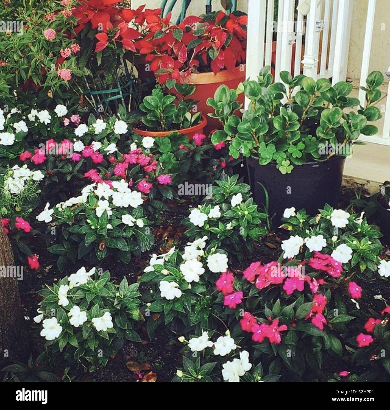 Graden plants hi-res stock photography and images - Alamy