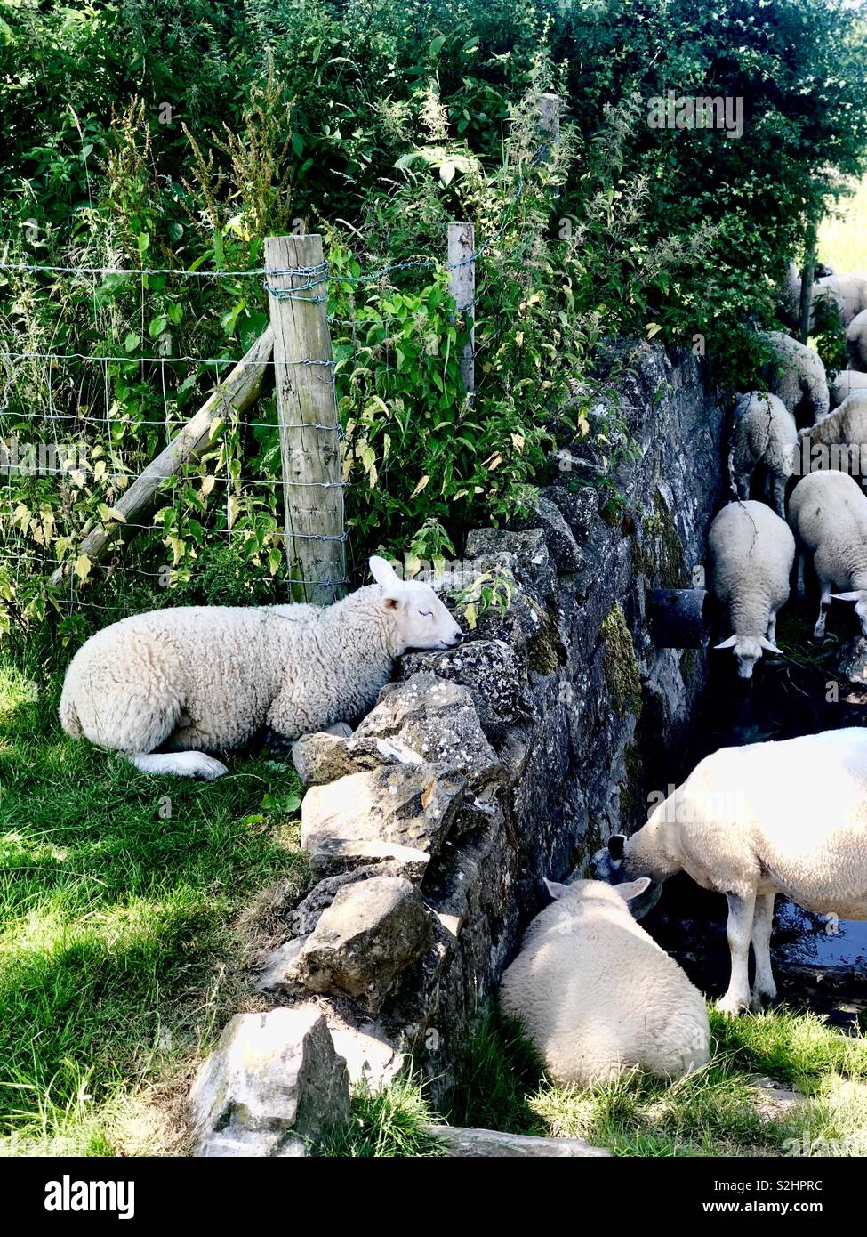 Wall to wall sheep hi-res stock photography and images - Alamy