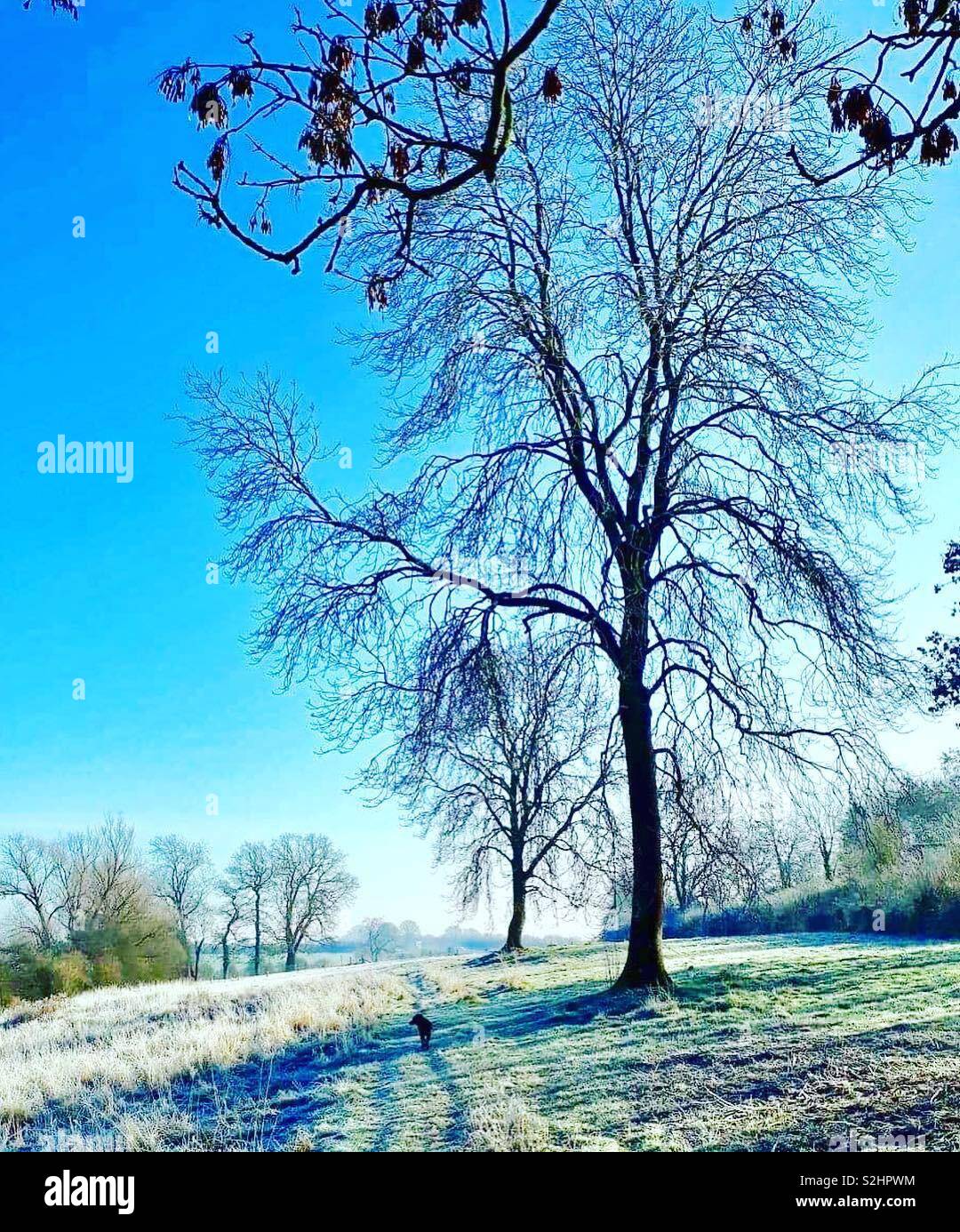 Winter morning walk Stock Photo - Alamy