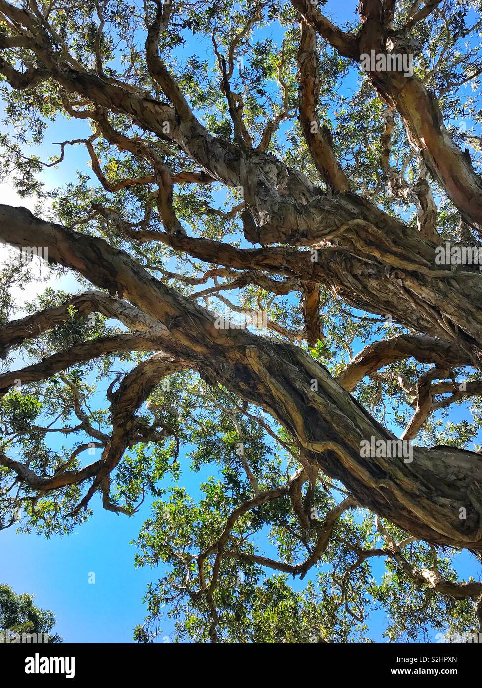 Trees summer australia hi-res stock photography and images - Alamy