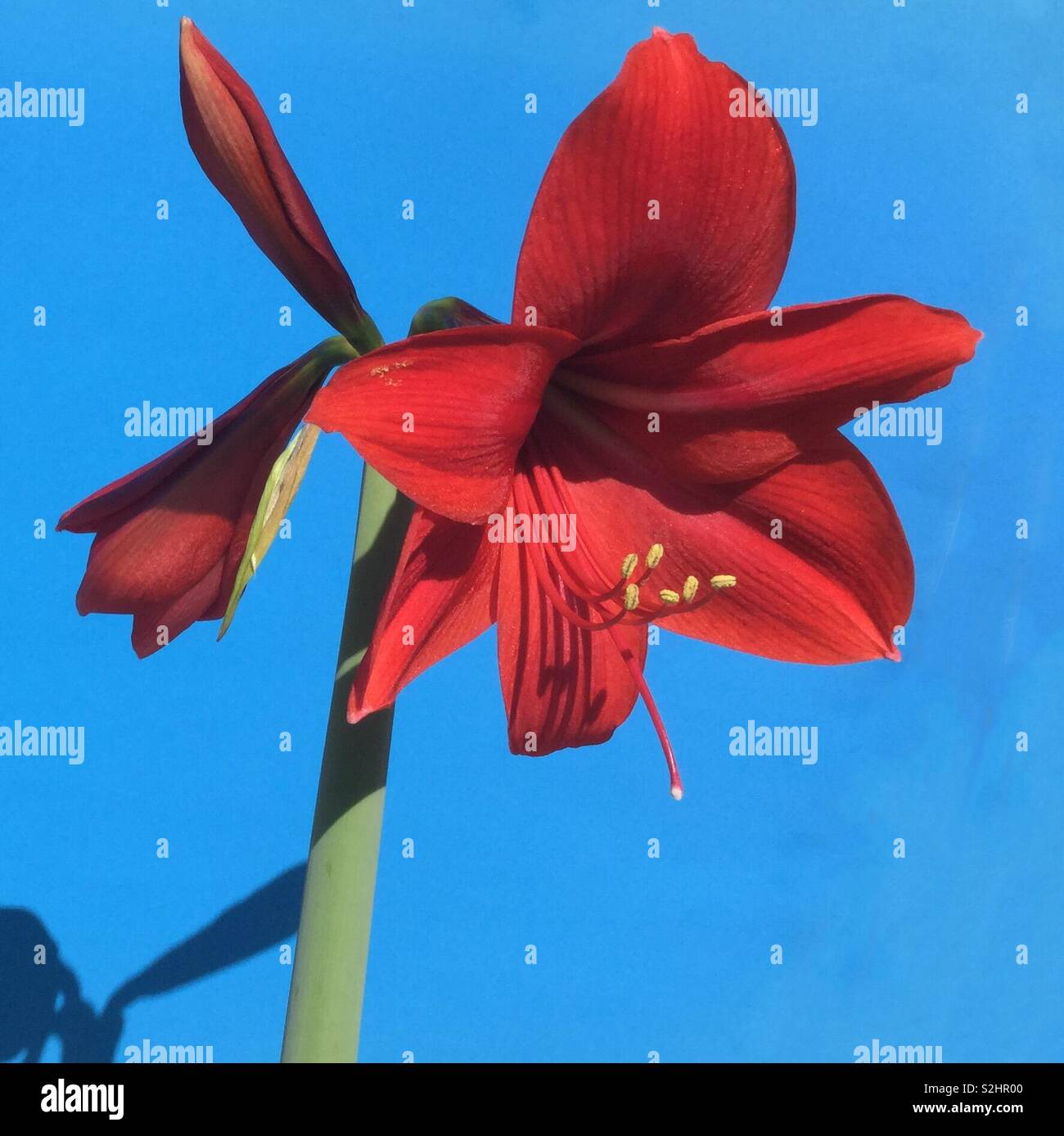 Blue amaryllis hi-res stock photography and images - Alamy