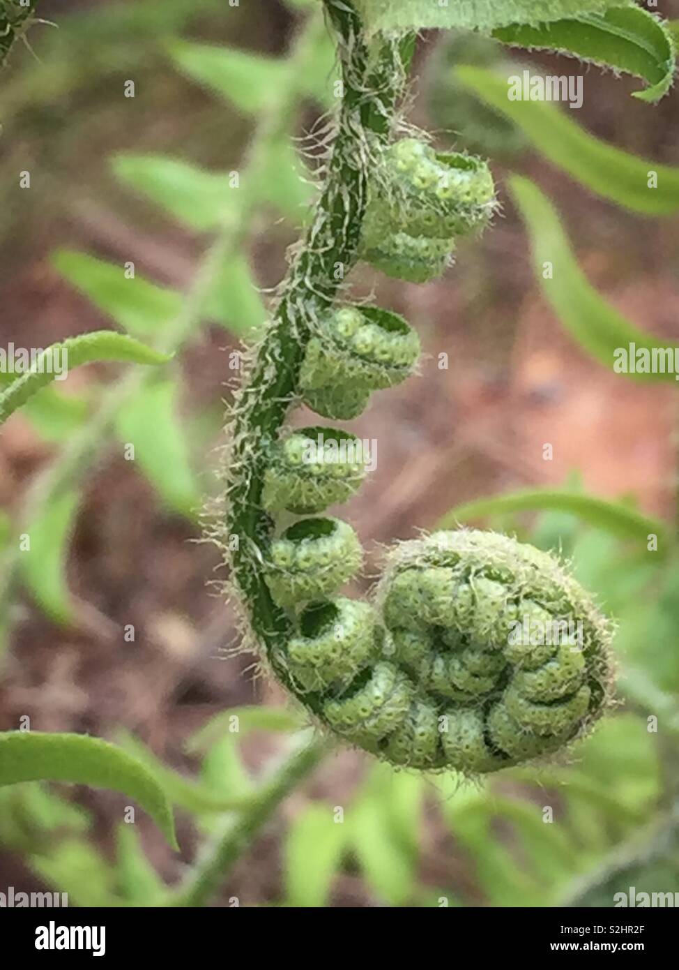 Fibonacci in nature hi-res stock photography and images - Alamy