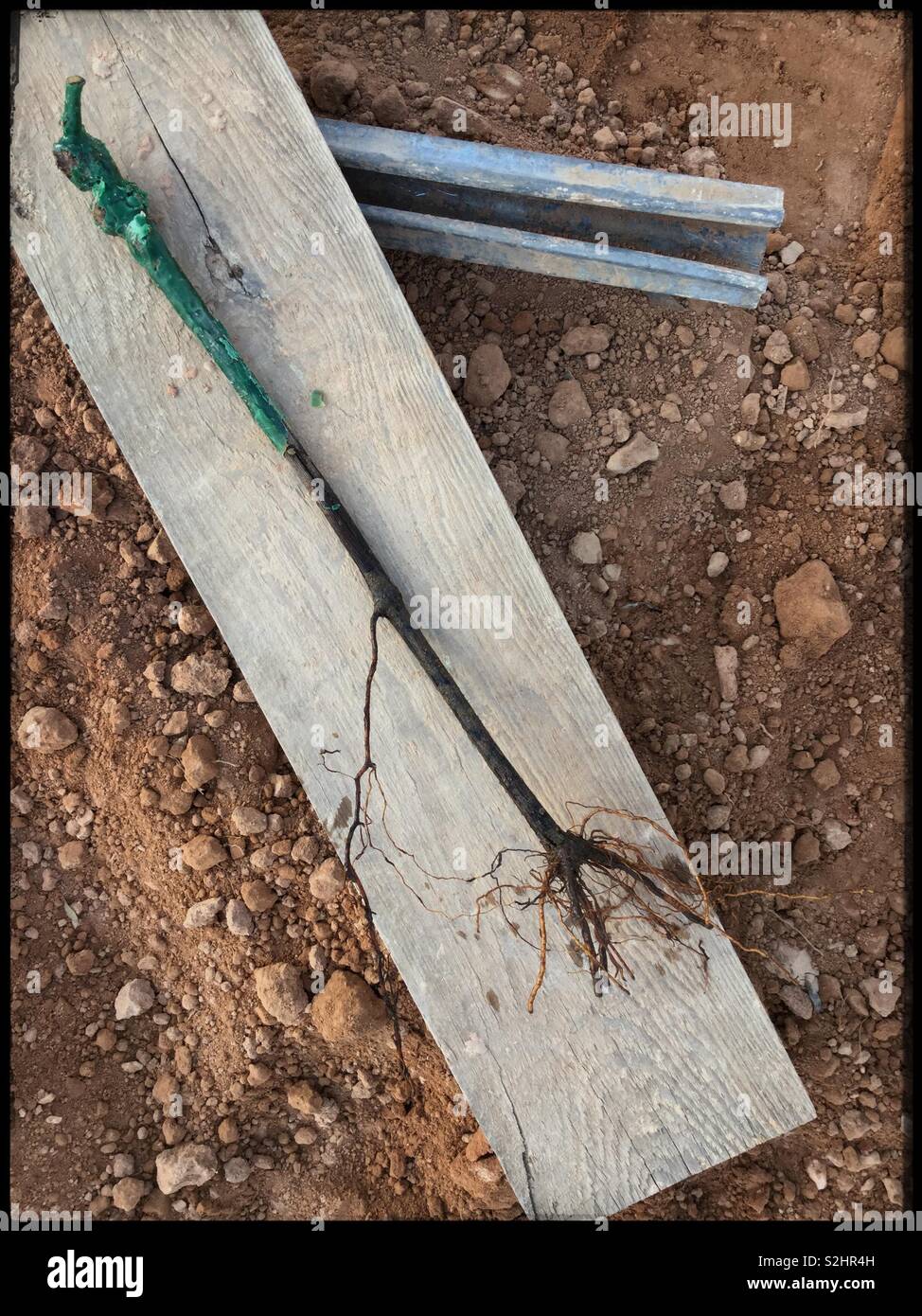 A grafted Parellada grapevine showing trimmed roots before planting out ...