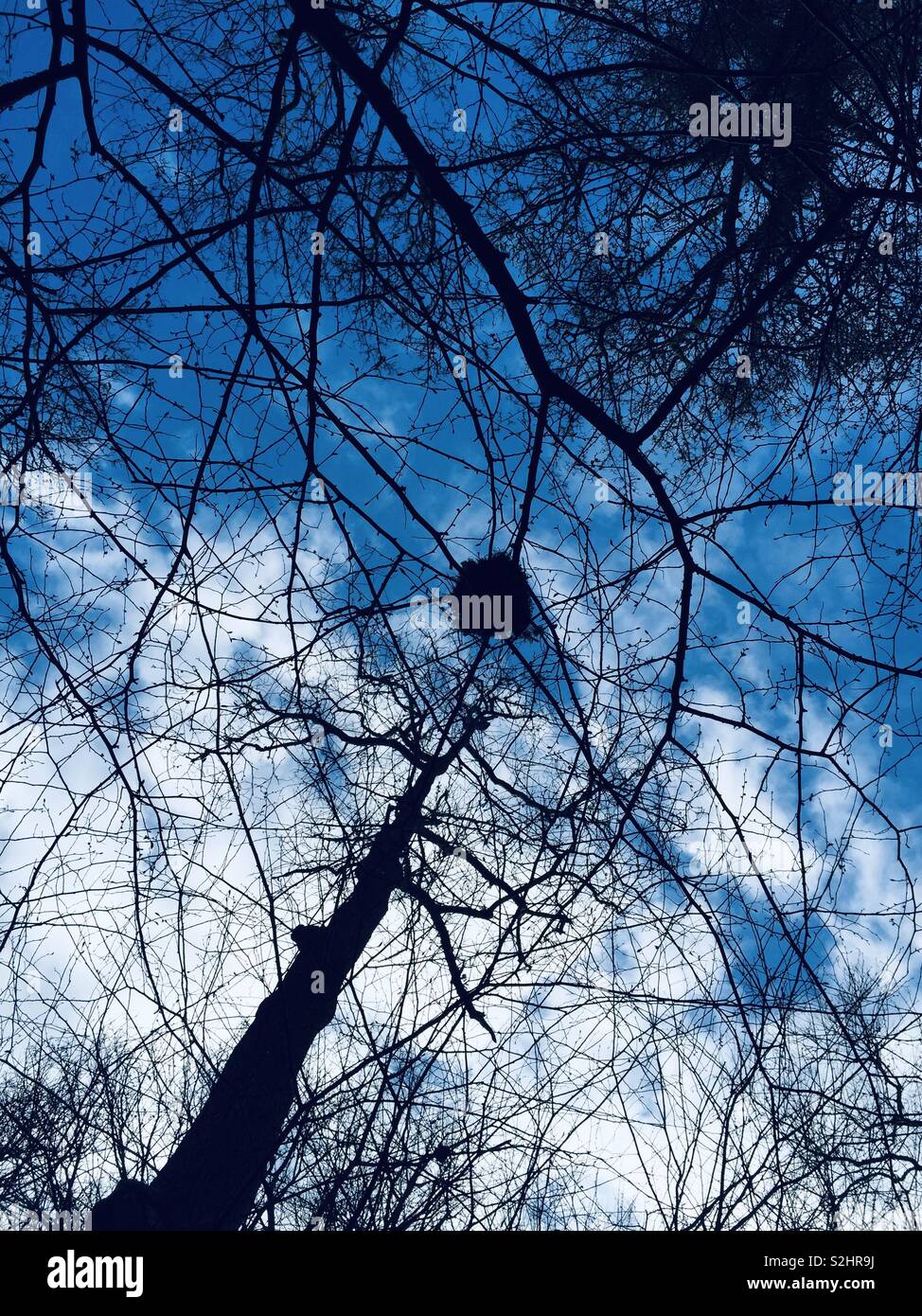 Trees with clouds hi-res stock photography and images - Alamy