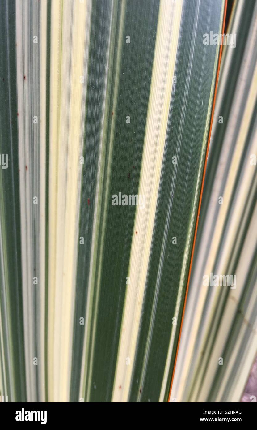 Lines of a Flax plant in New Zealand Stock Photo - Alamy