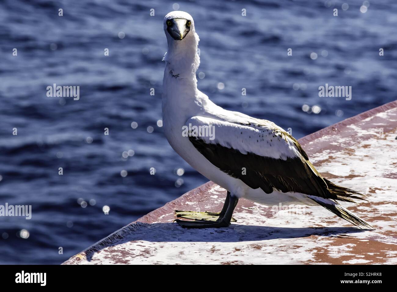 Seagull resting on a ship’s bow Stock Photo - Alamy
