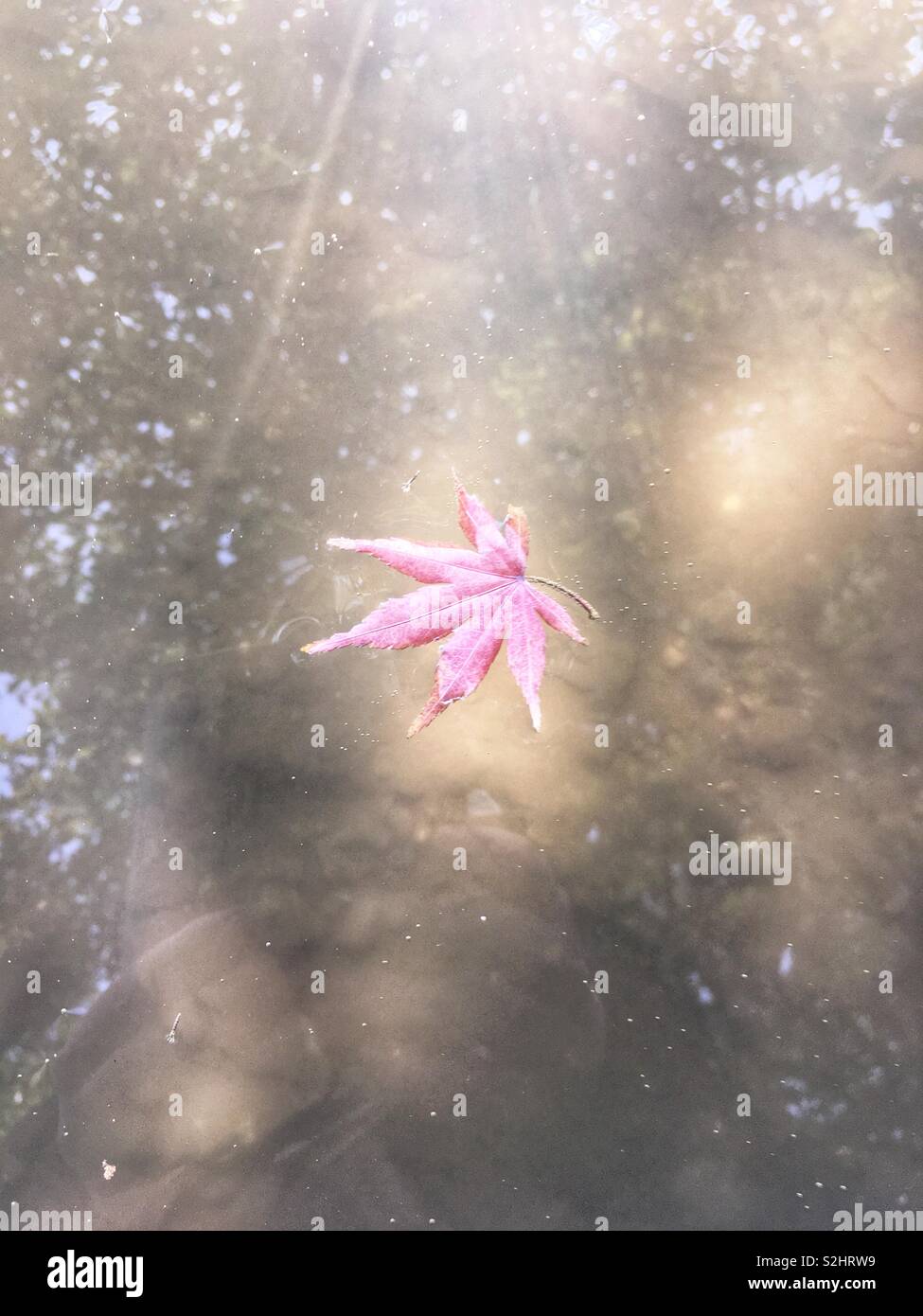 Sunlight leaf hi-res stock photography and images - Alamy