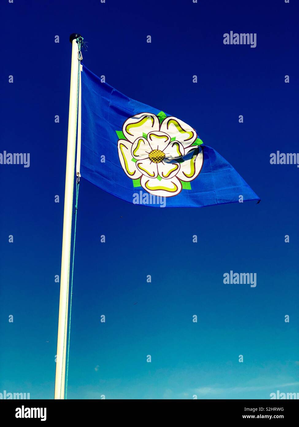 Blue flag white rose hi-res stock photography and images - Alamy