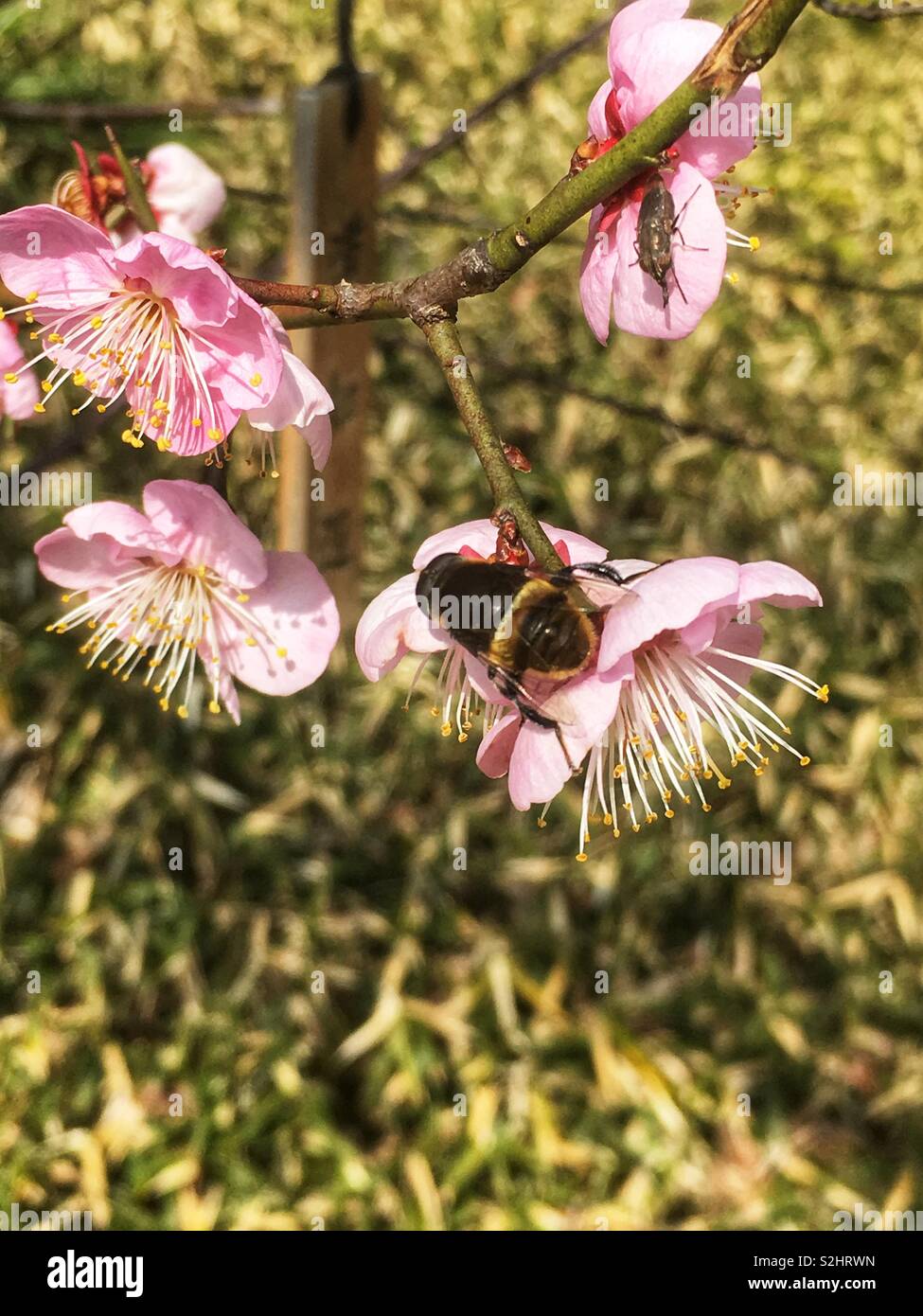 Two bugs on plum blossoms Stock Photo - Alamy