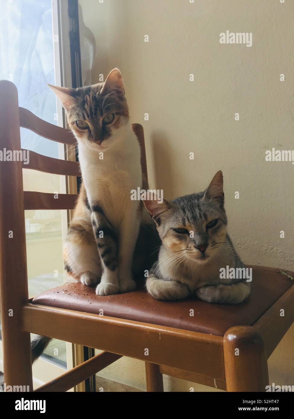 Two cats chilling Stock Photo - Alamy