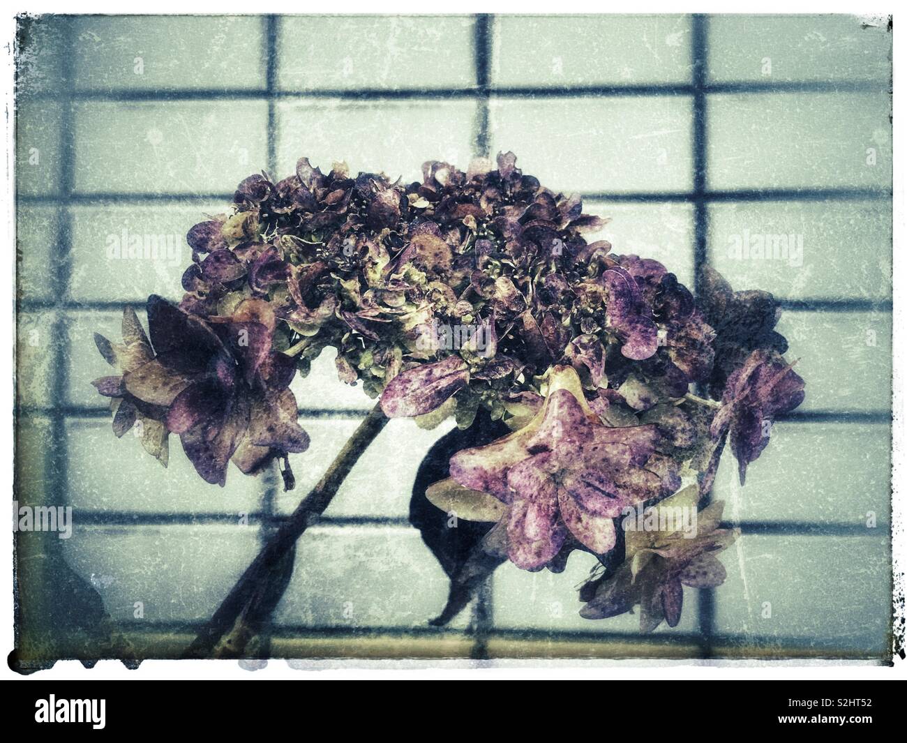 Withered hydrangea hi-res stock photography and images - Alamy