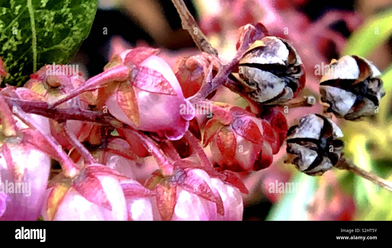 Japanese andromeda starting to bloom Stock Photo - Alamy