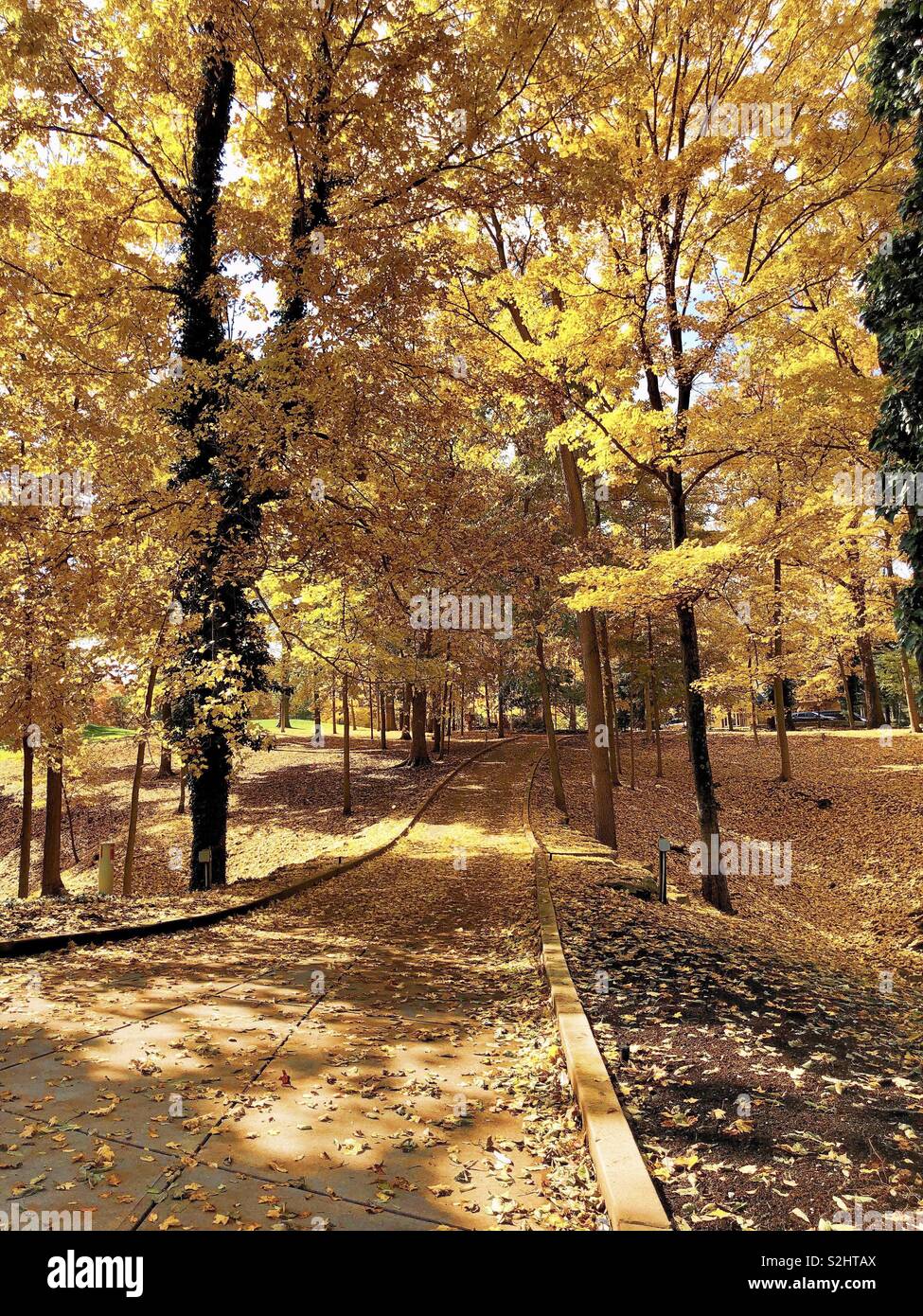 Path under golden trees Stock Photo - Alamy