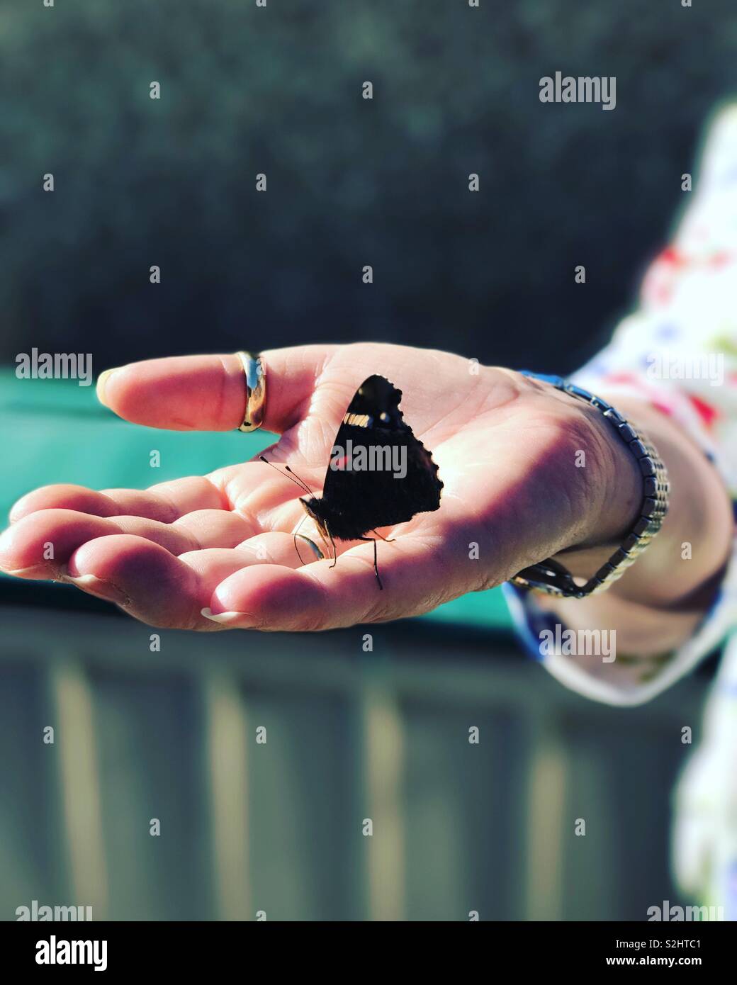 Butterfly in hand Stock Photo - Alamy