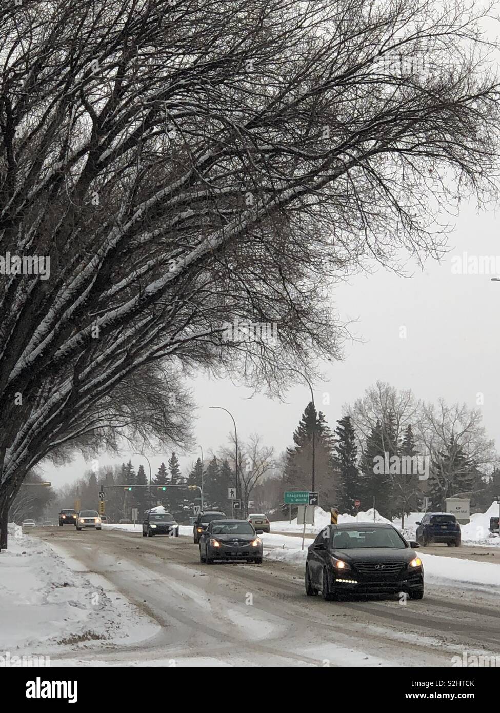 Calgary trees hi-res stock photography and images - Alamy