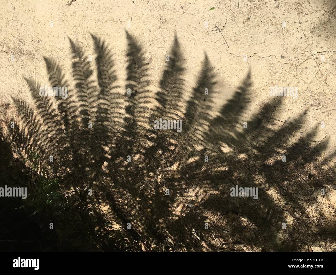 Tree fern shadow hi-res stock photography and images - Alamy
