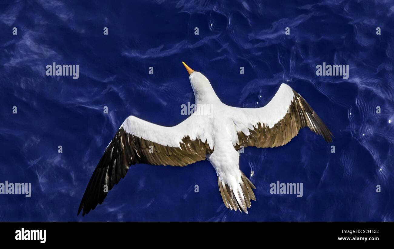 Flying ocean seagull Stock Photo - Alamy