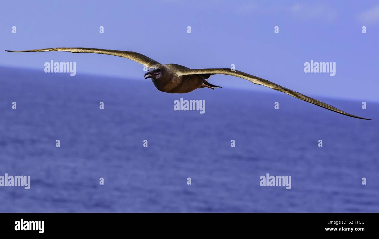 Flying ocean seagull Stock Photo - Alamy