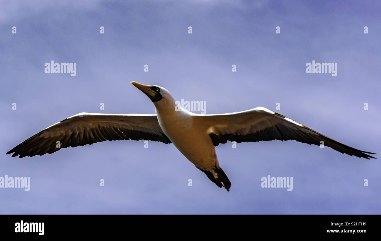 Flying ocean seagull Stock Photo - Alamy