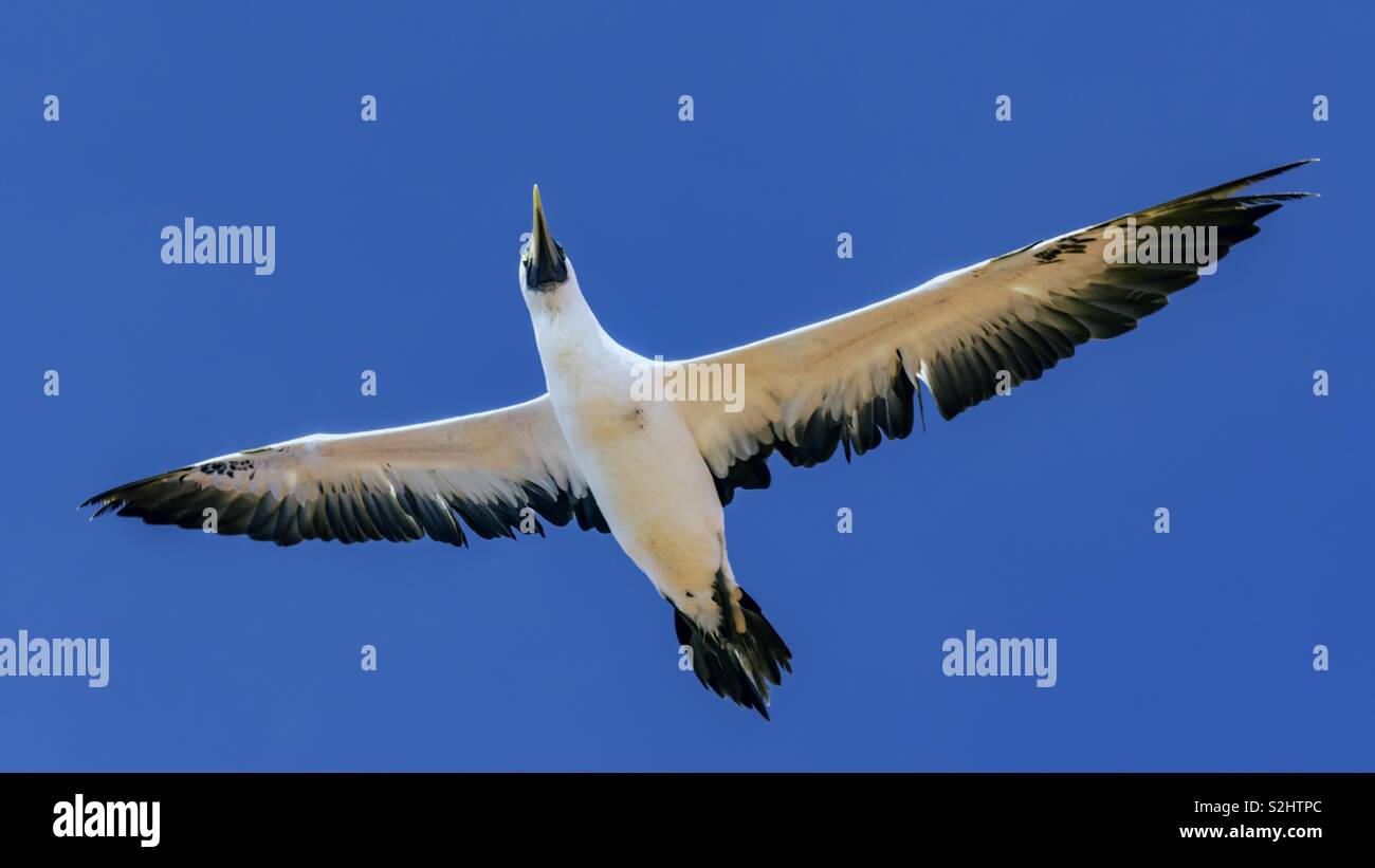 Ocean seagull flying Stock Photo - Alamy