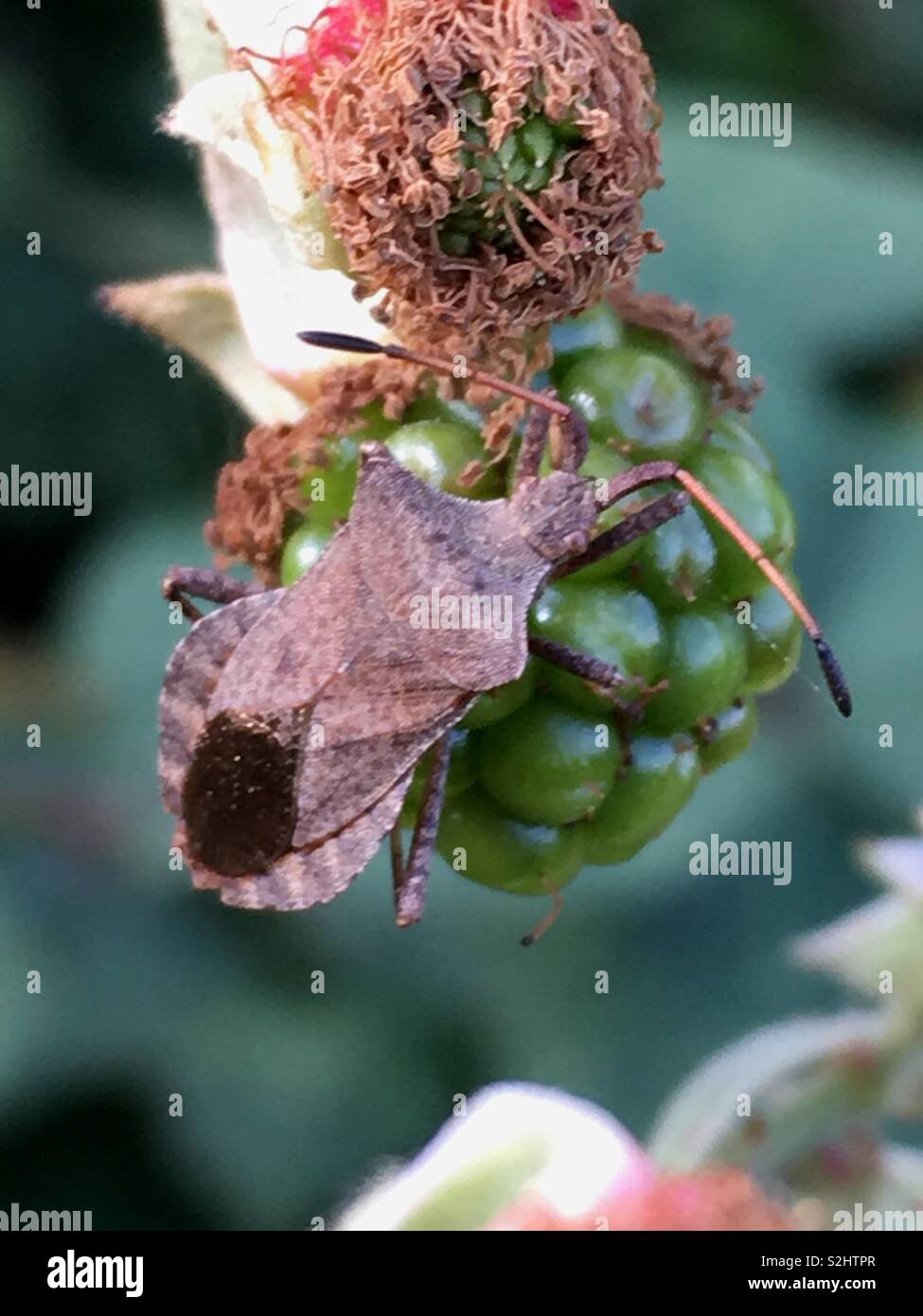 Brown shield bug hi-res stock photography and images - Alamy