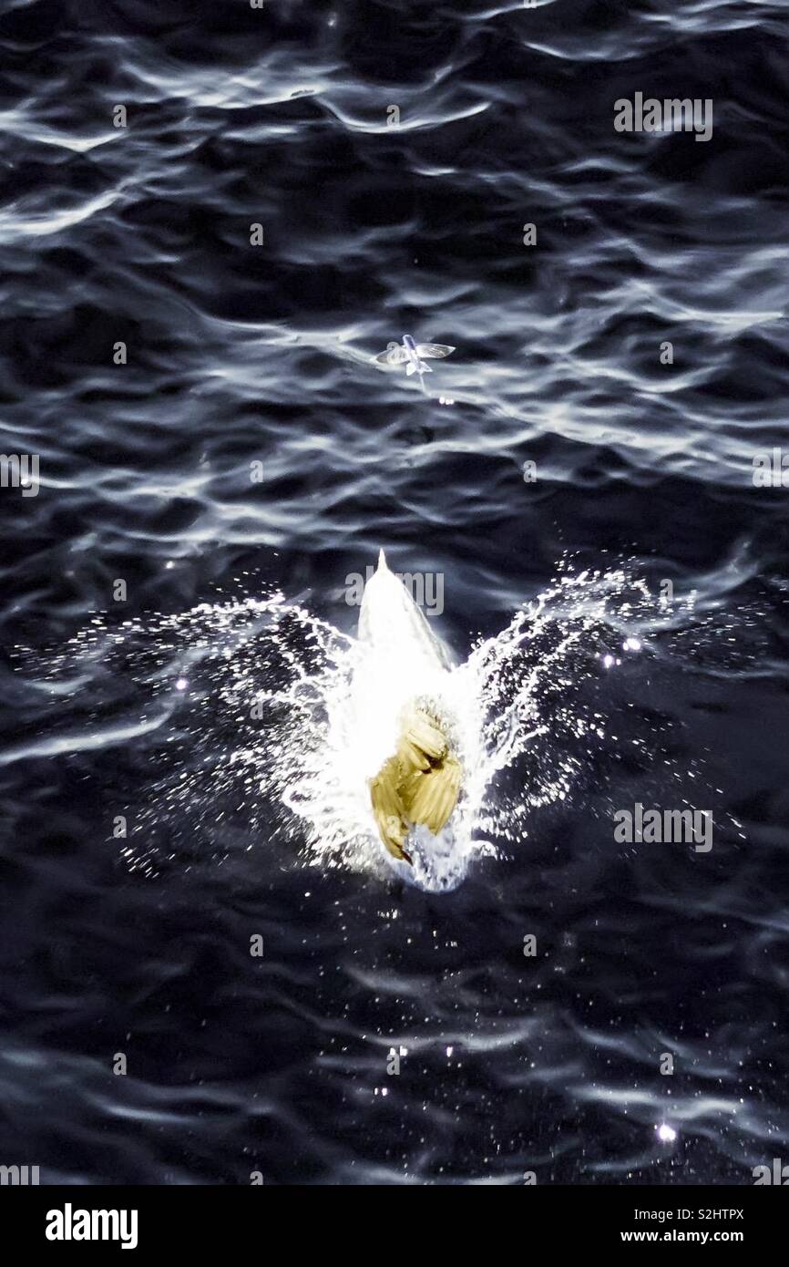 Seagull chasing & diving for flying fish Stock Photo - Alamy