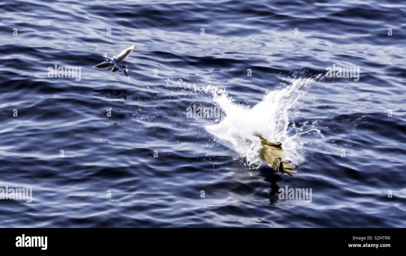 Seagull diving into sea hi-res stock photography and images - Alamy