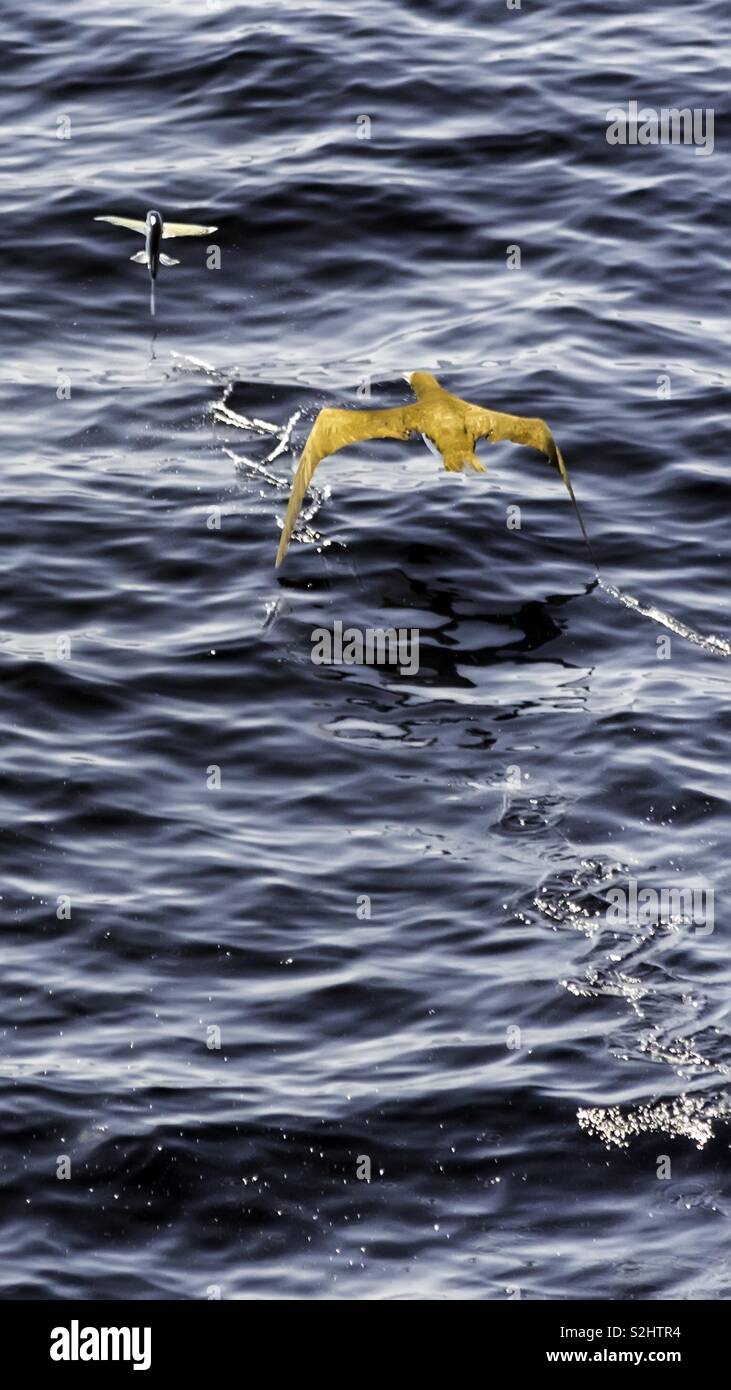 Seagull chasing flying fish Stock Photo - Alamy