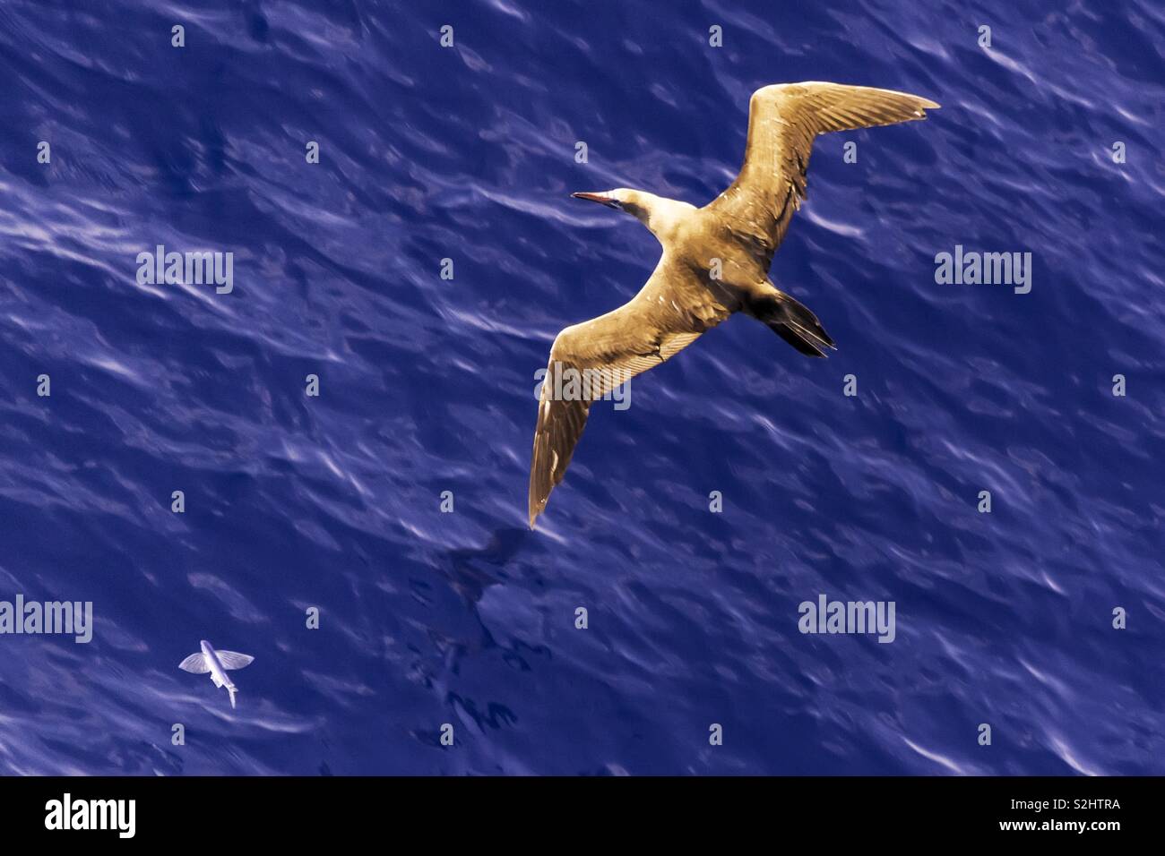 Fish chasing fish hi-res stock photography and images - Alamy