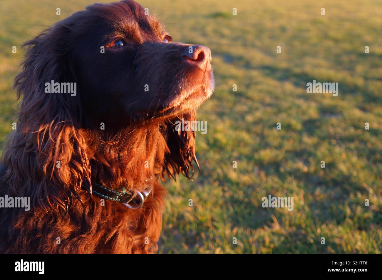 Dog golden hour hi-res stock photography and images - Alamy