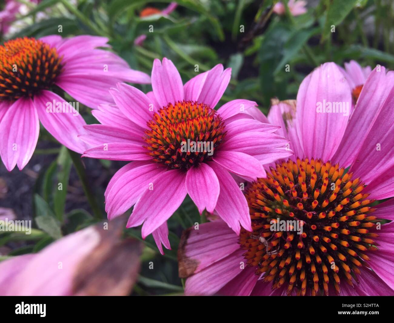 Pleasing flowers hi-res stock photography and images - Alamy