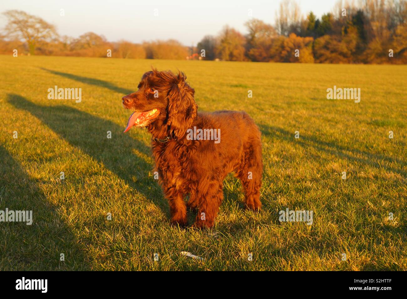Brown dog in the field at golden hour Stock Photo - Alamy