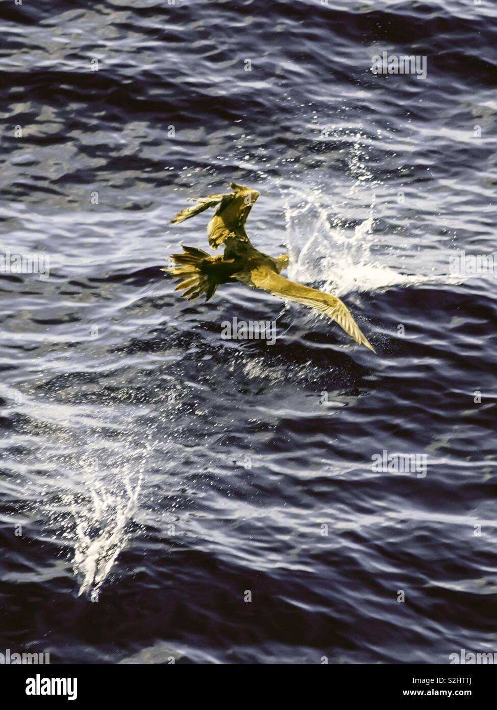 Seagull chasing flying fish Stock Photo - Alamy