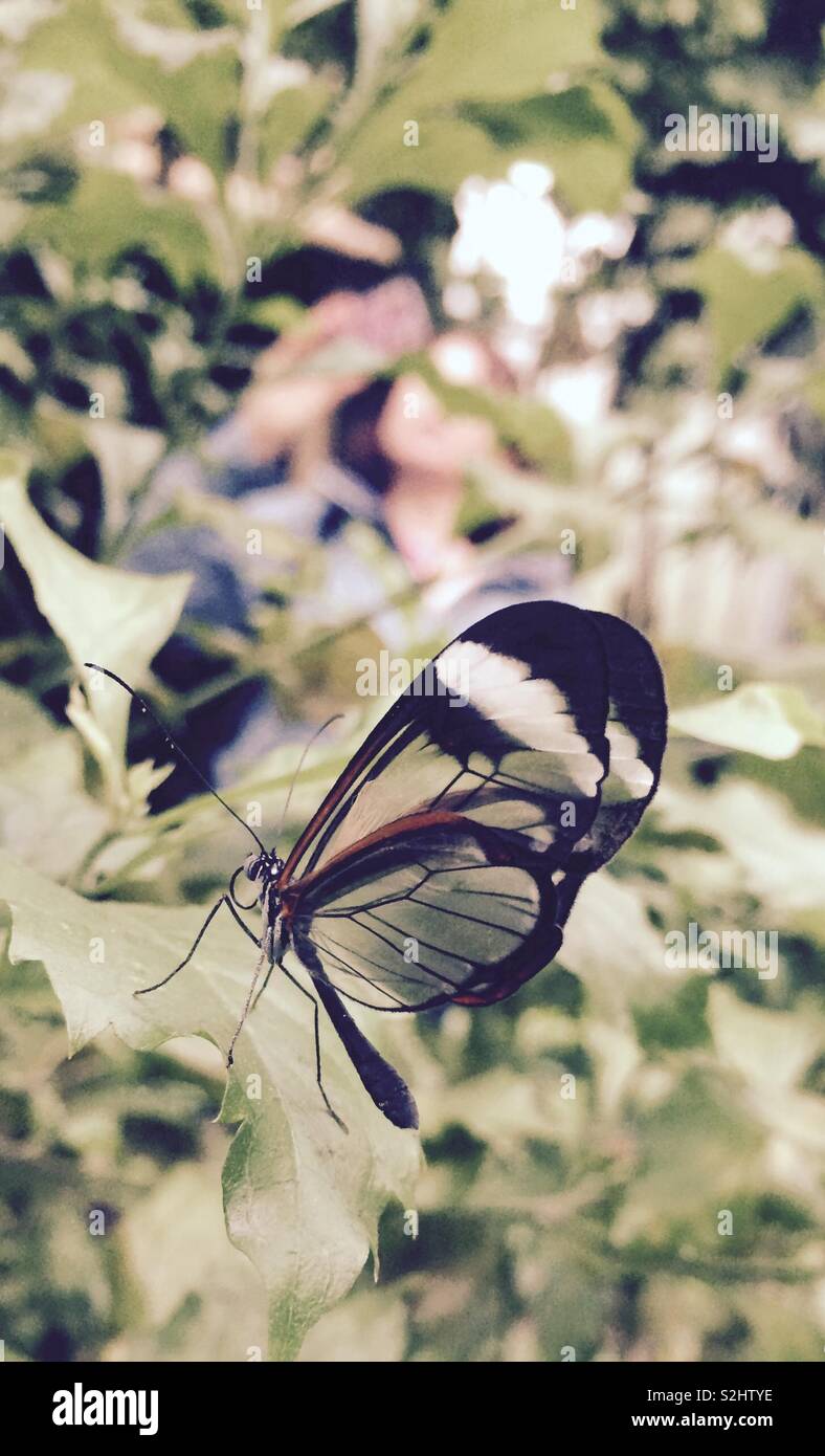 See through butterfly Stock Photo - Alamy